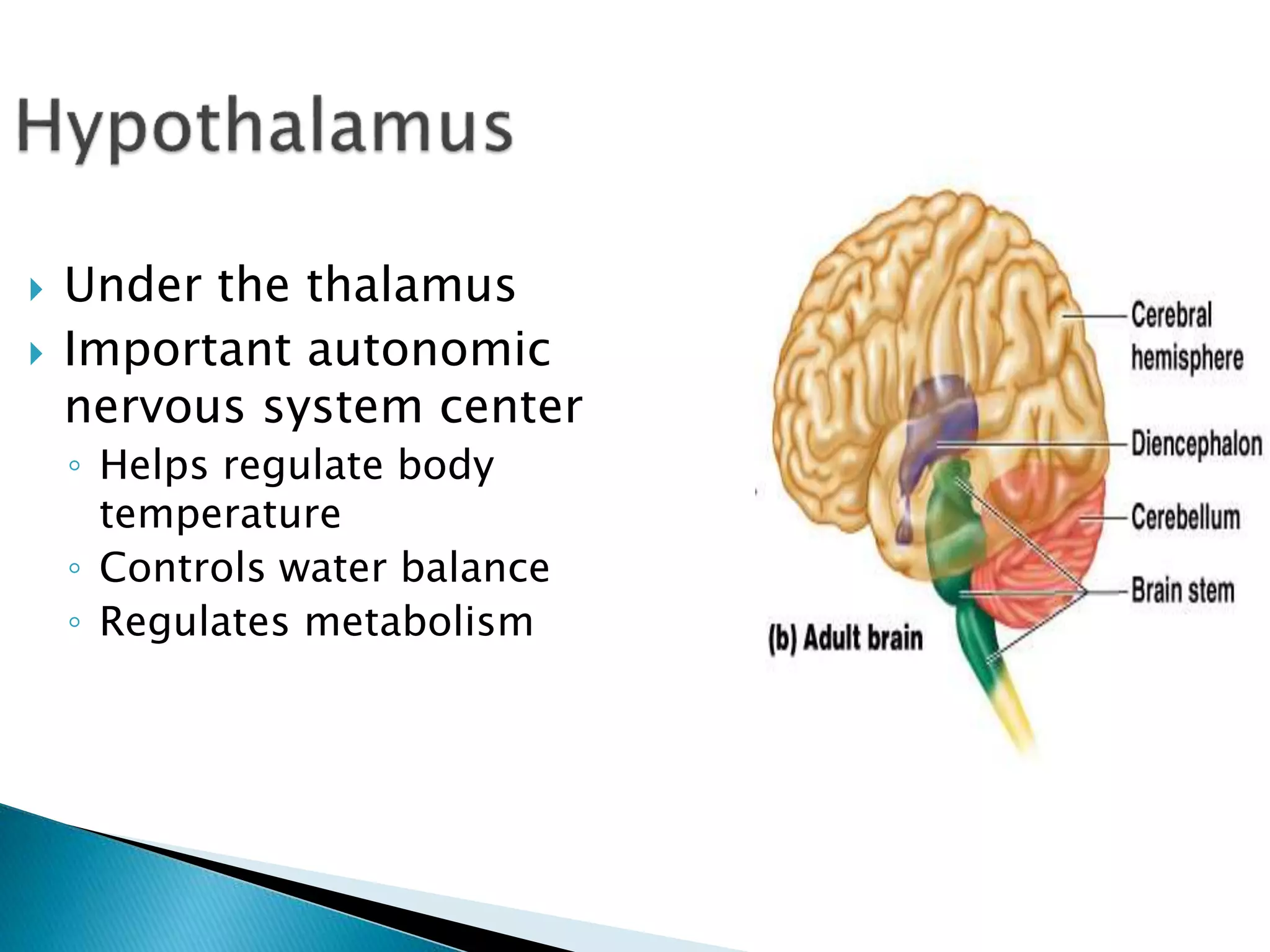 Anatomy and physiology of Central Nervous System | PPT