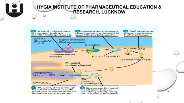 INOSITOL TRIPHOSPHATE (IP3), CYCLIC GMP.pptx | Endocrine and Metabolic ...