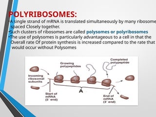 Microbial Protein Biosynthesis and Metabolism.pptx
