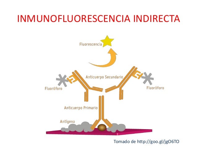 Prueba IFAT (inmunofluorescencia directa e indirecta)