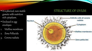 CHAPTER-3. Human reproduction | PPTX