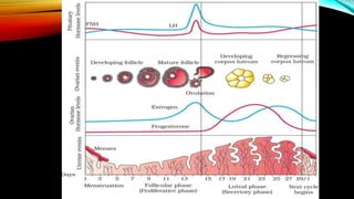 CHAPTER-3. Human reproduction | PPTX