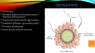 CHAPTER-3. Human reproduction | PPTX