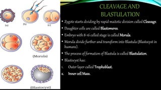 CHAPTER-3. Human reproduction | PPTX