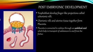 CHAPTER-3. Human reproduction | PPTX