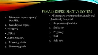 CHAPTER-3. Human reproduction | PPTX