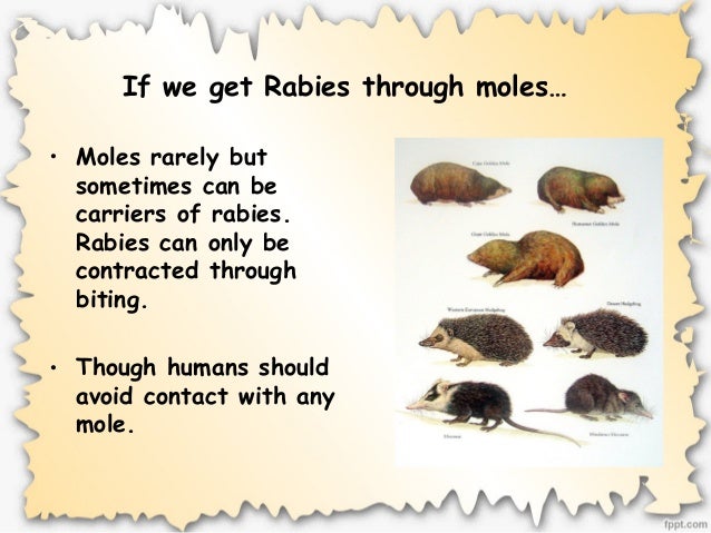 If moles are the carriers of rabies..