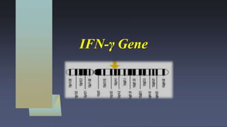 Bioinformatic analysis IFNG gene.pptx