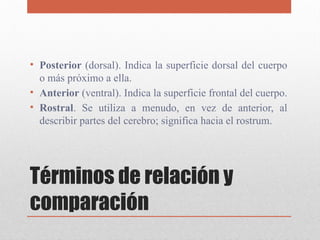 IFP ANATOMIA Y FISIOLOGIA PPT COMPLETA 1 | PPTX