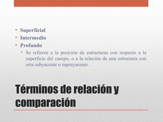 Ifp Anatomia Y Fisiologia Ppt Completa 1 Pptx