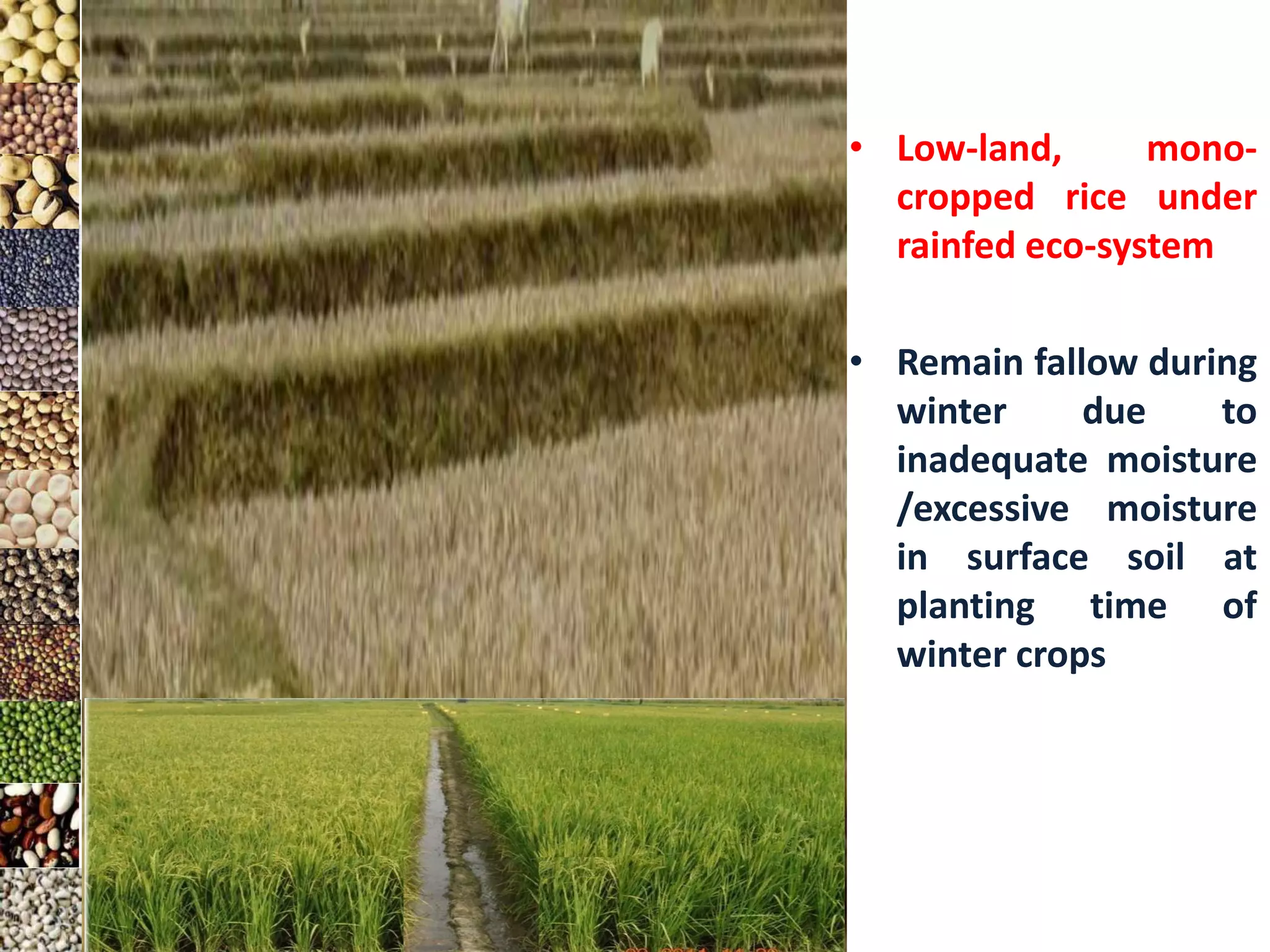 IFPR - Introducing Pulses in the Rice-Fallow areas - Mapping ...