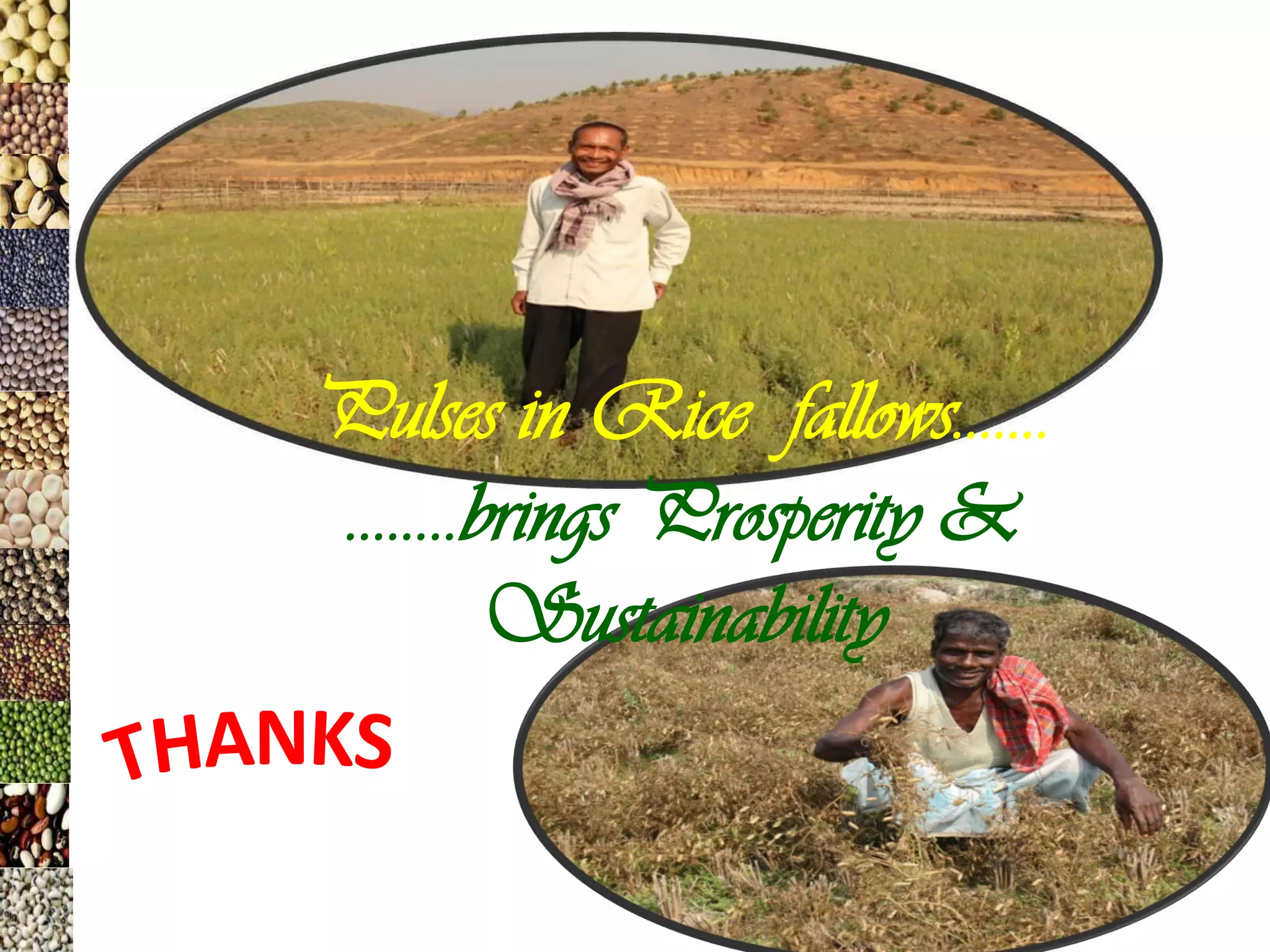 IFPR - Introducing Pulses in the Rice-Fallow areas - Mapping ...