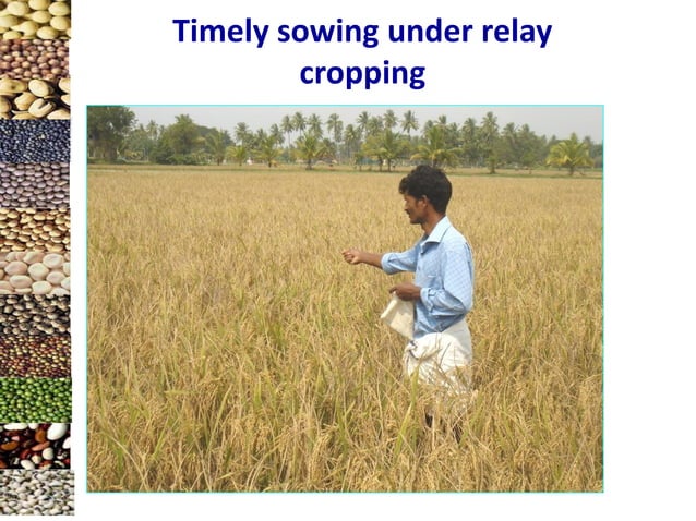 IFPR - Introducing Pulses in the Rice-Fallow areas - Mapping ...