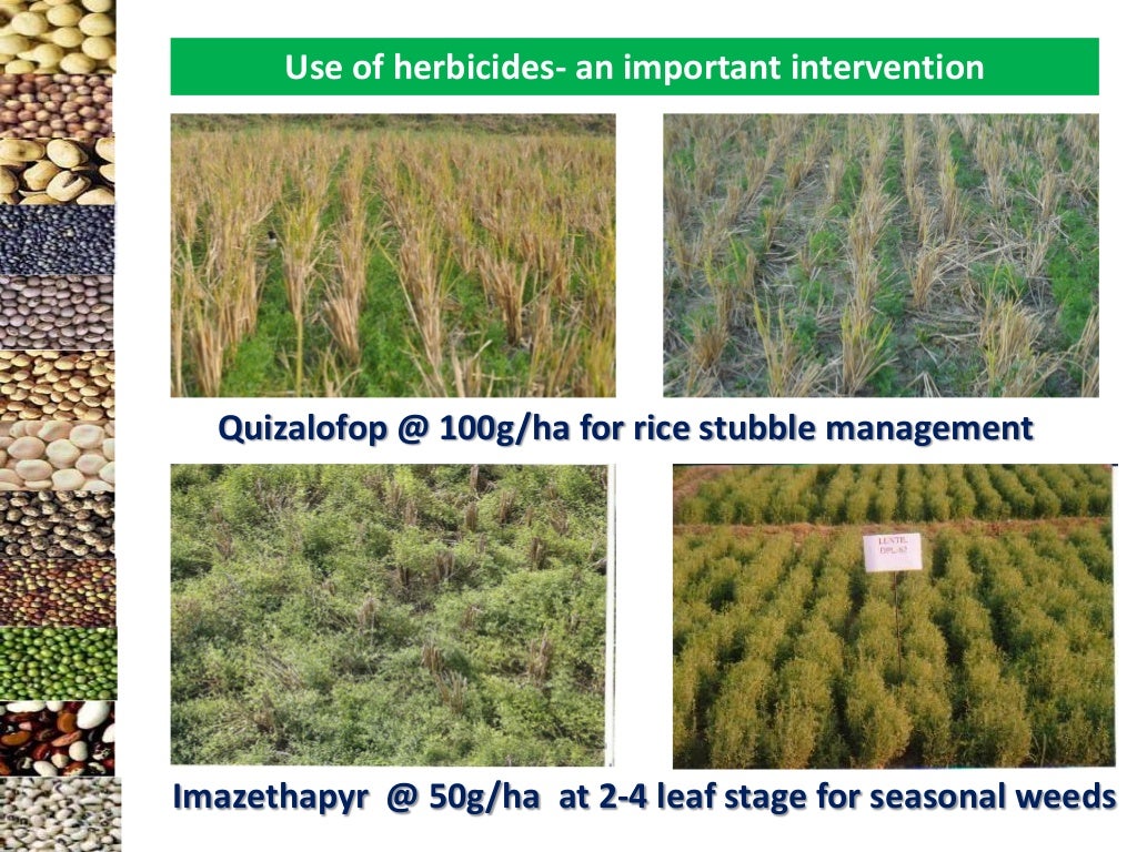 IFPR - Introducing Pulses in the Rice-Fallow areas - Mapping Ecologic…