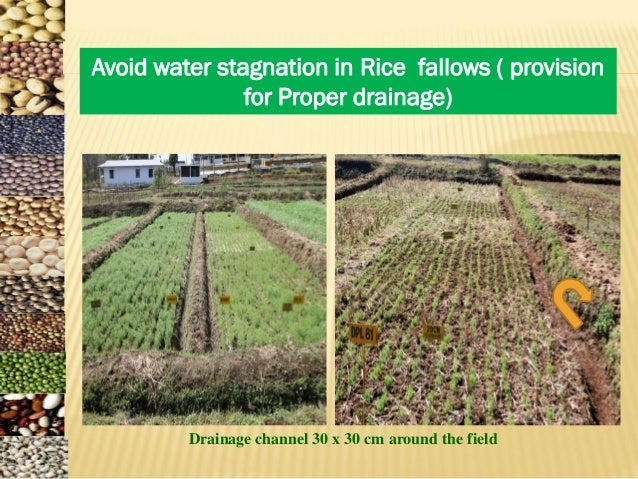 IFPR - Introducing Pulses in the Rice-Fallow areas - Mapping Ecologic…