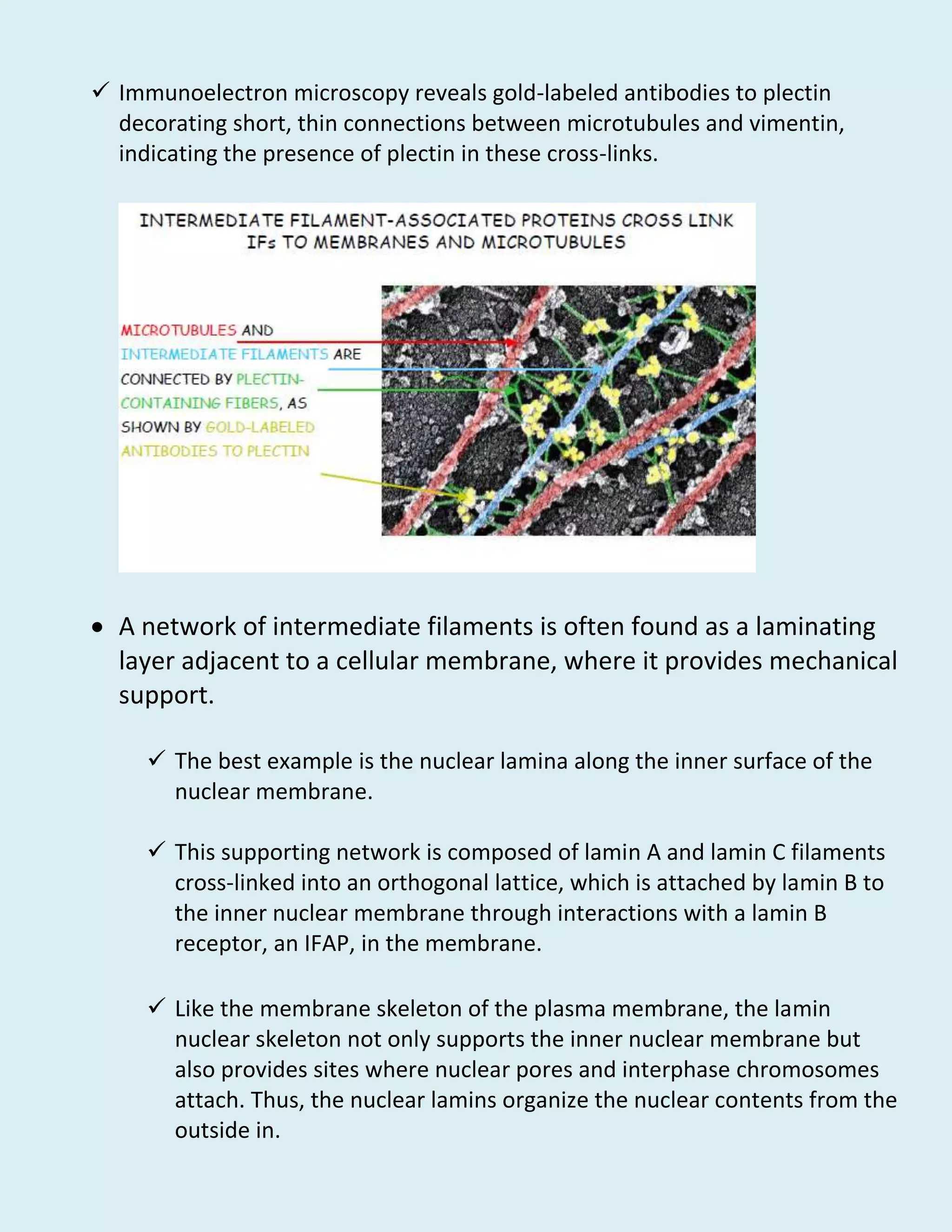 intermediate filaments | PDF