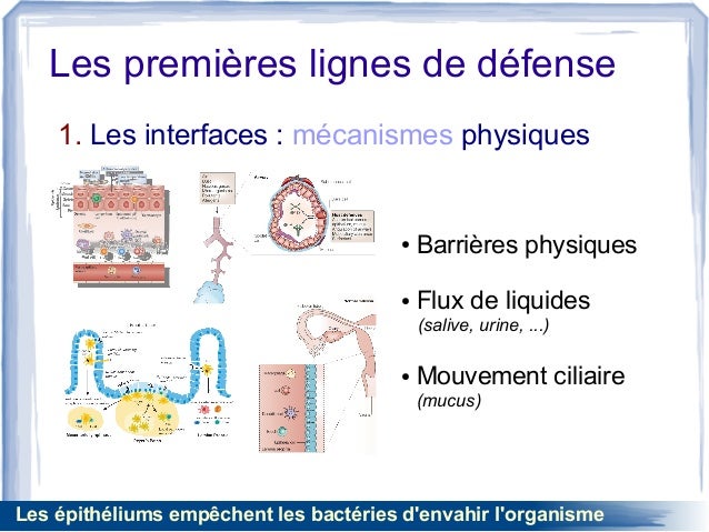 Système Immunitaire