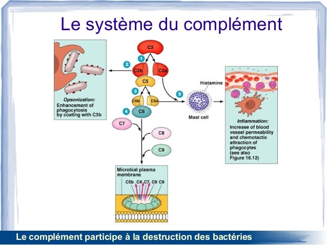 Système Immunitaire