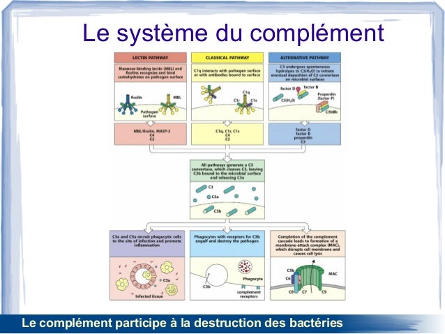 Système Immunitaire