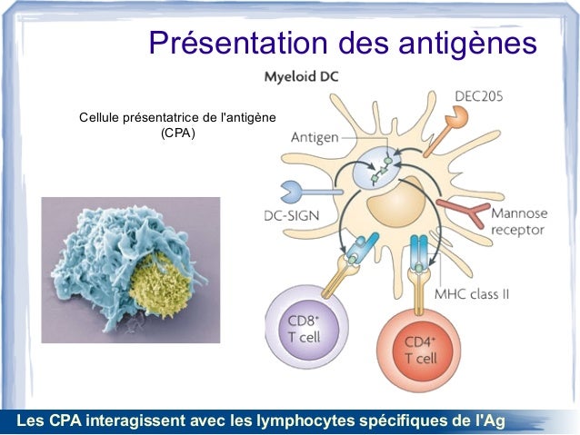 Système Immunitaire