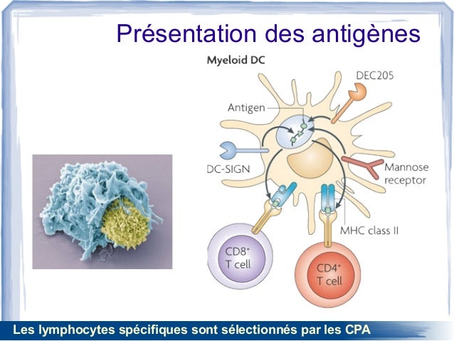 Système Immunitaire
