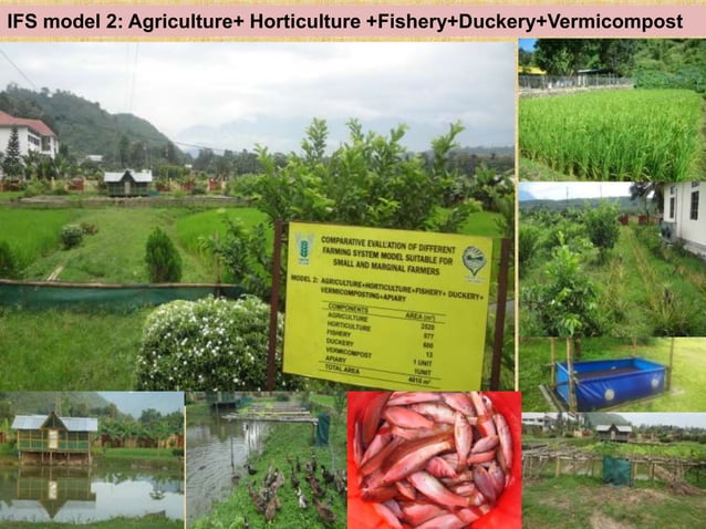 Integrated Farming system Approach for higher farm income in Nagaland | PPT