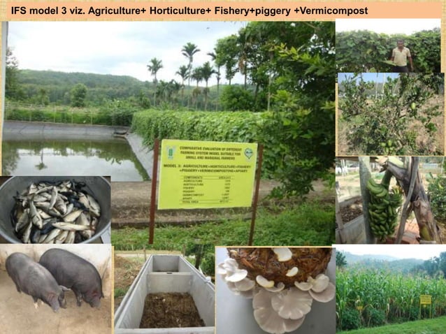 Integrated Farming system Approach for higher farm income in Nagaland | PPT