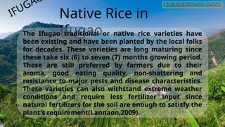 The Province of Ifugao's Food and Culture | PPTX