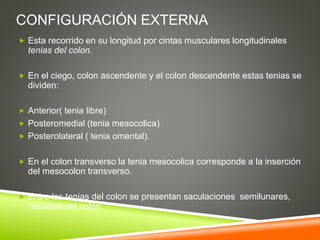 Intestino Grueso | PPTX