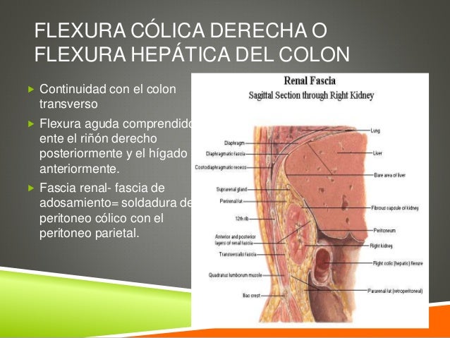 Intestino Grueso