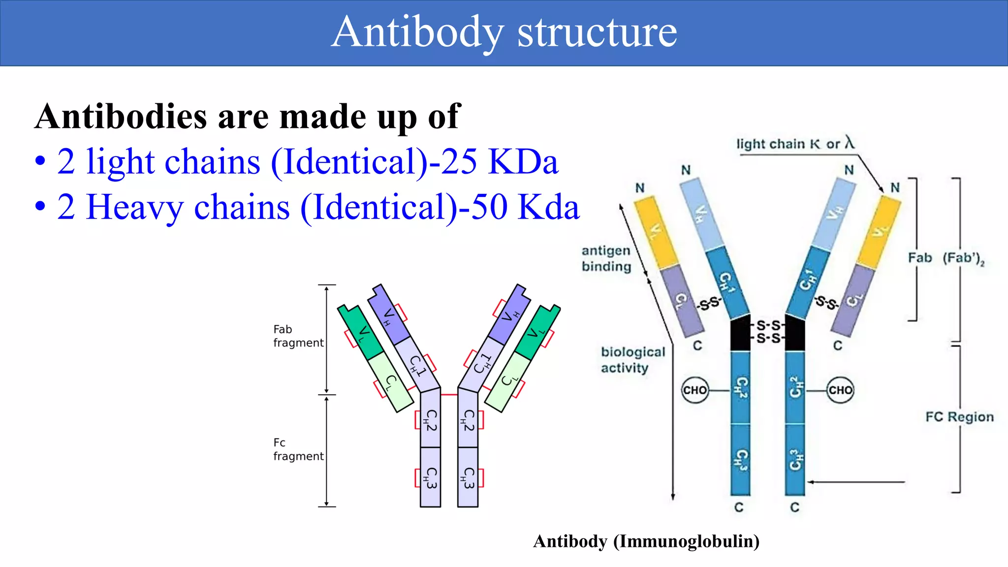 Antibody structure and functions | PDF | Infectious Diseases | Diseases ...