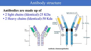 Antibody structure and functions | PDF | Infectious Diseases | Diseases ...