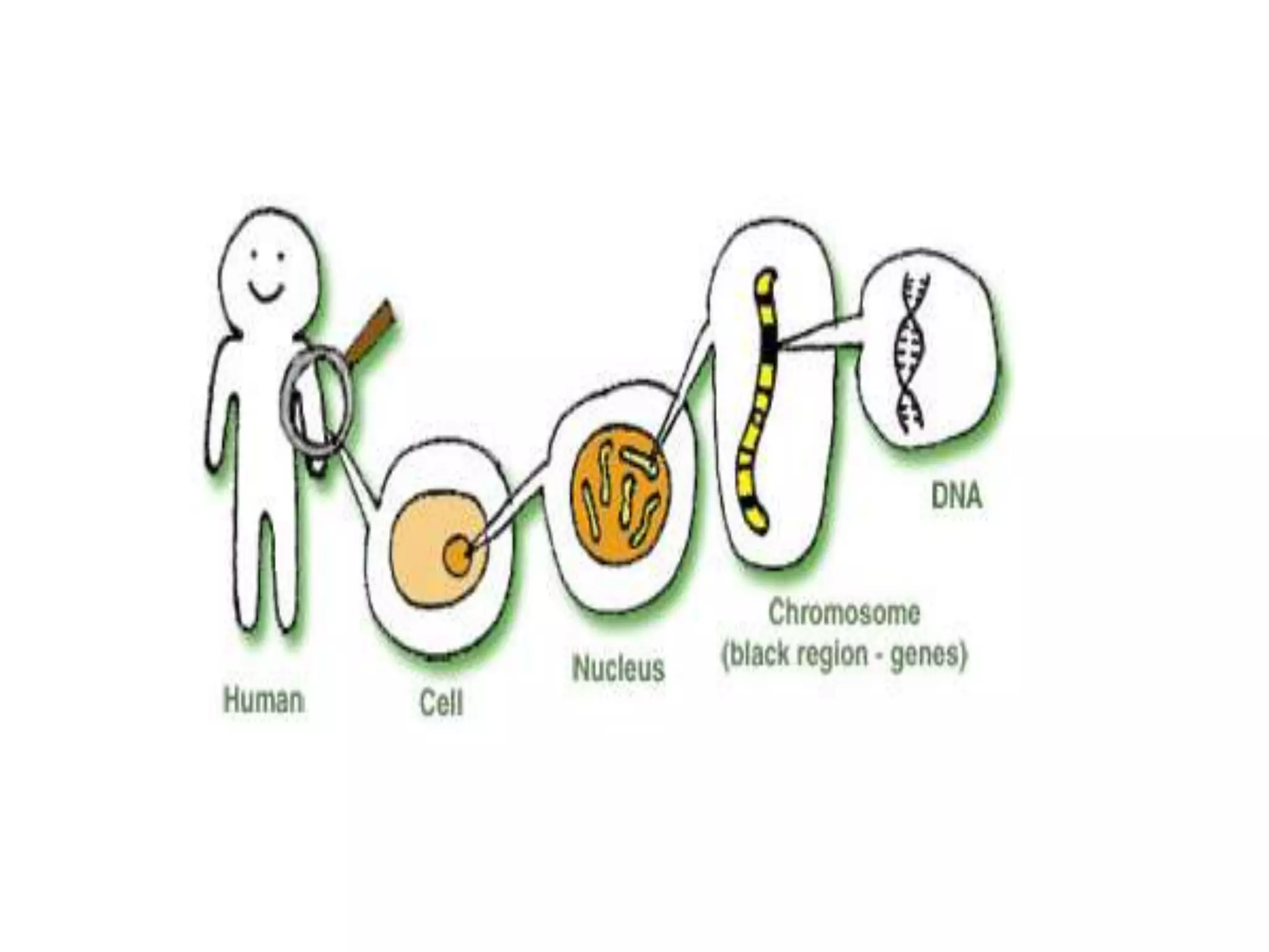 introductory genetics | PPTX