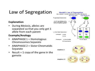 introductory genetics | PPTX