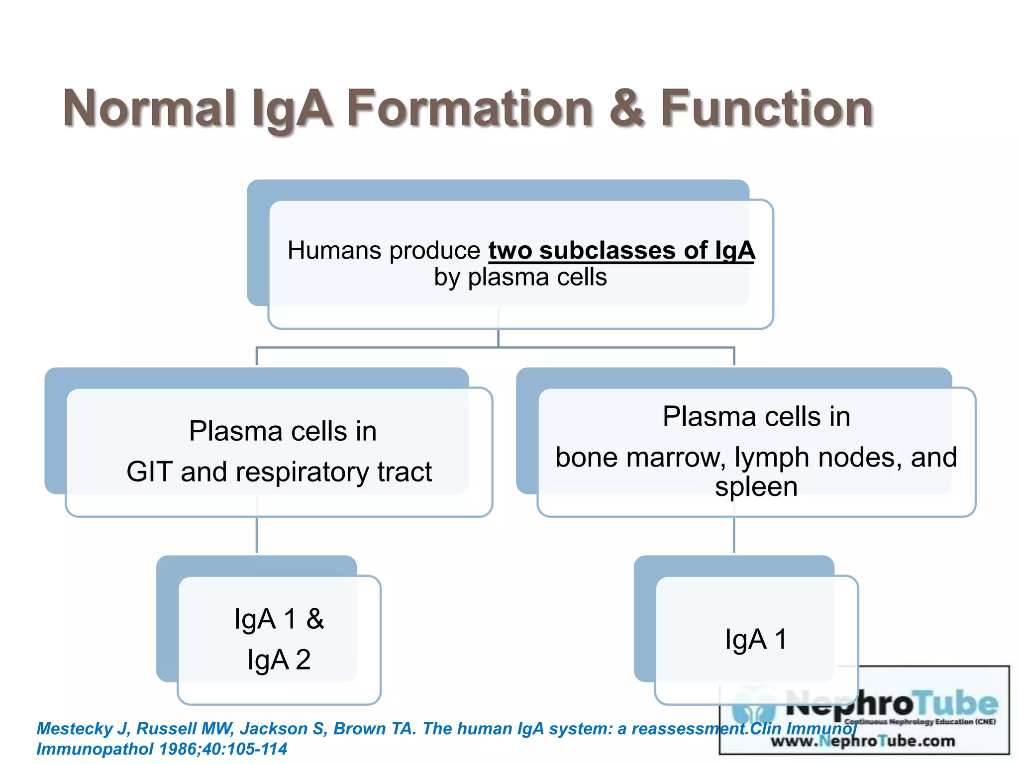 IgA NEPHROPATHY (CLOSING THE LOOP) - Dr. Gawad | PPTX