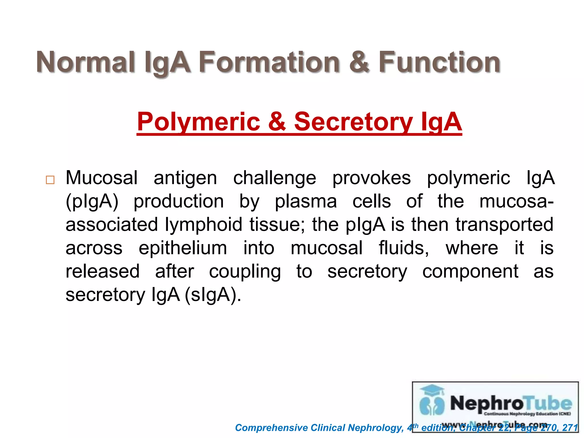 IgA NEPHROPATHY (CLOSING THE LOOP) - Dr. Gawad | PPTX
