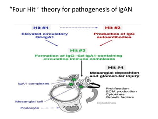 IgA Nephropathy Final.pptx