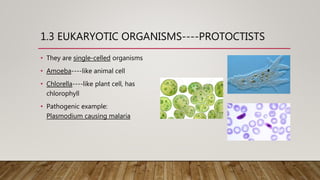 Ig biology content 1 | PPT