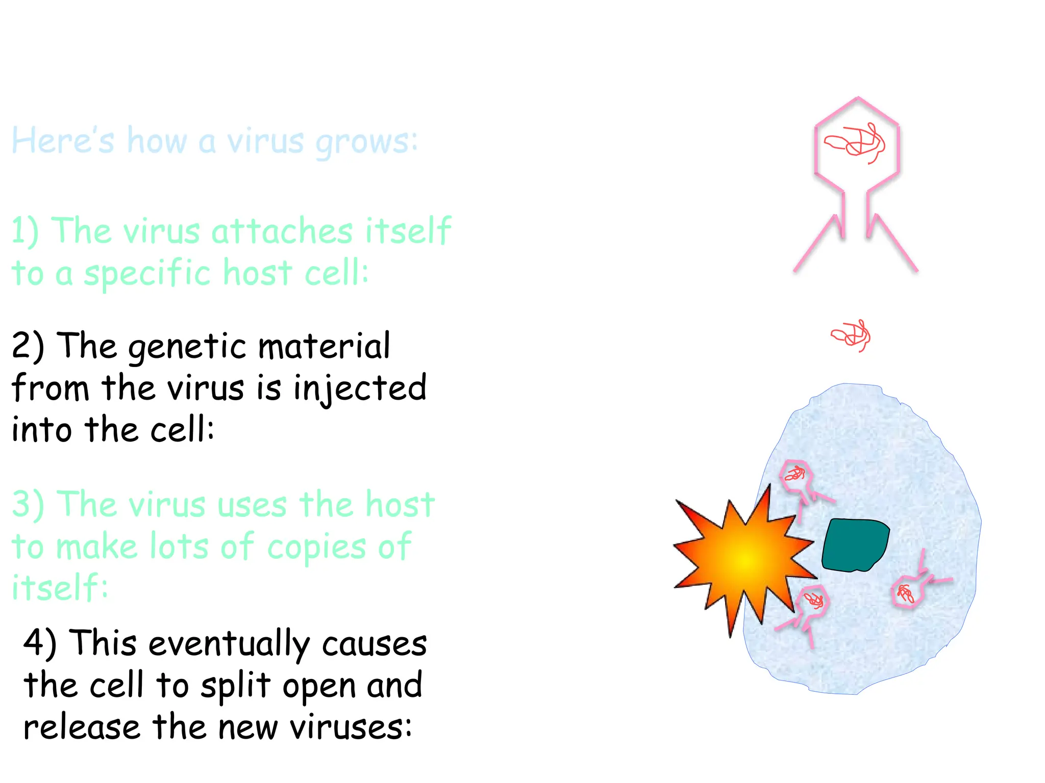 iGCSE-EdExcel-9-1-Biology-topic-1---The-Nature-and-Variety-of-Living ...