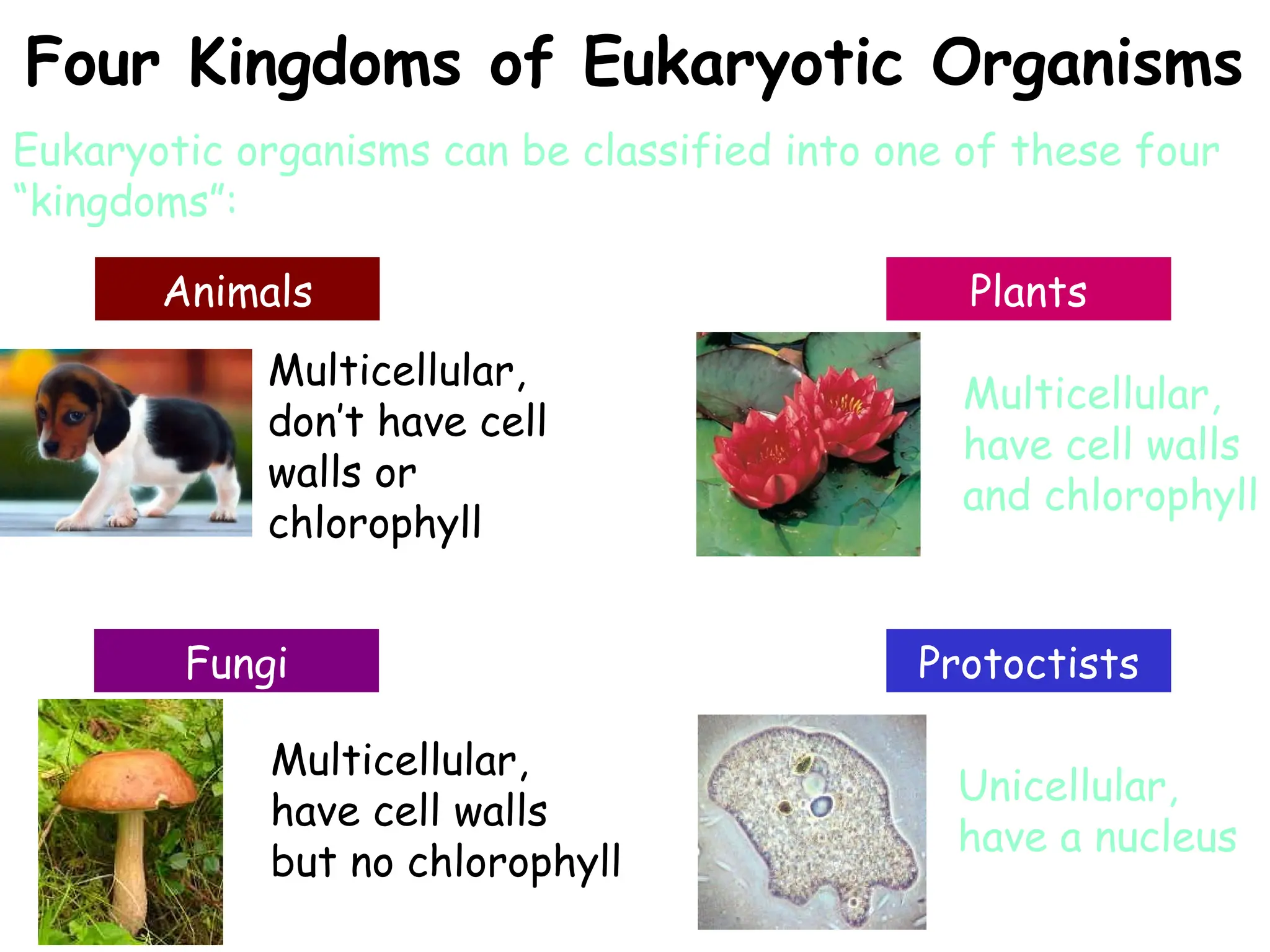 iGCSE-EdExcel-9-1-Biology-topic-1---The-Nature-and-Variety-of-Living ...