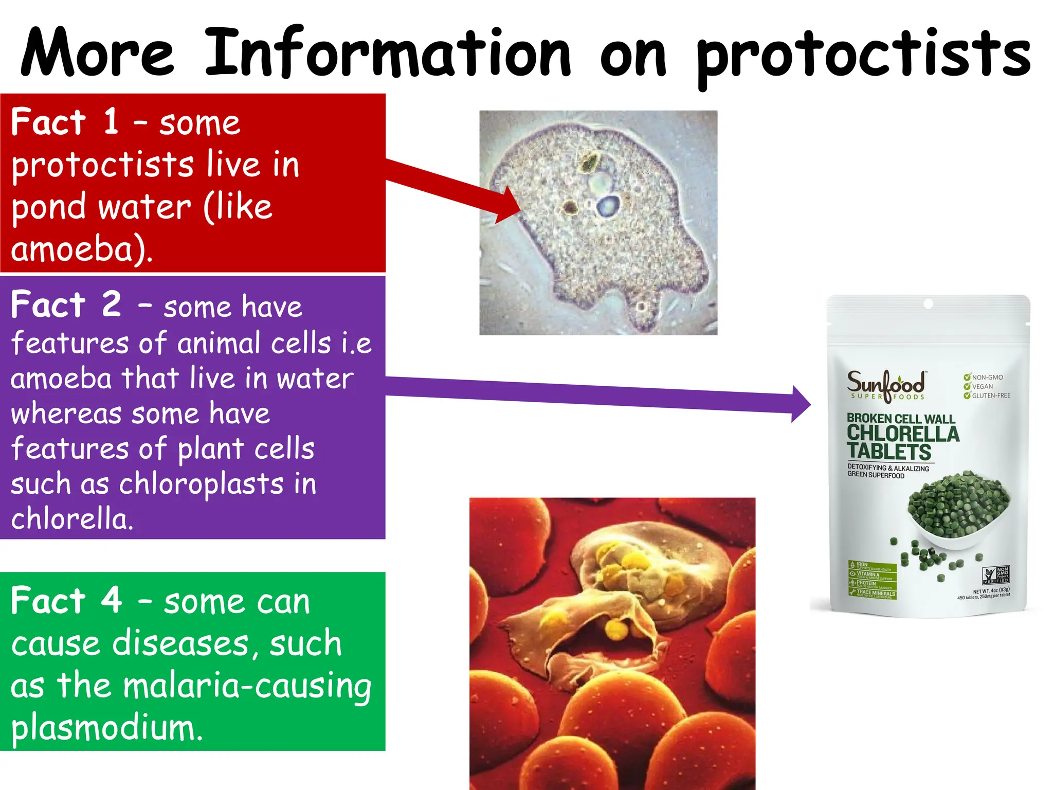 iGCSE-EdExcel-9-1-Biology-topic-1---The-Nature-and-Variety-of-Living-Organisms.pptx