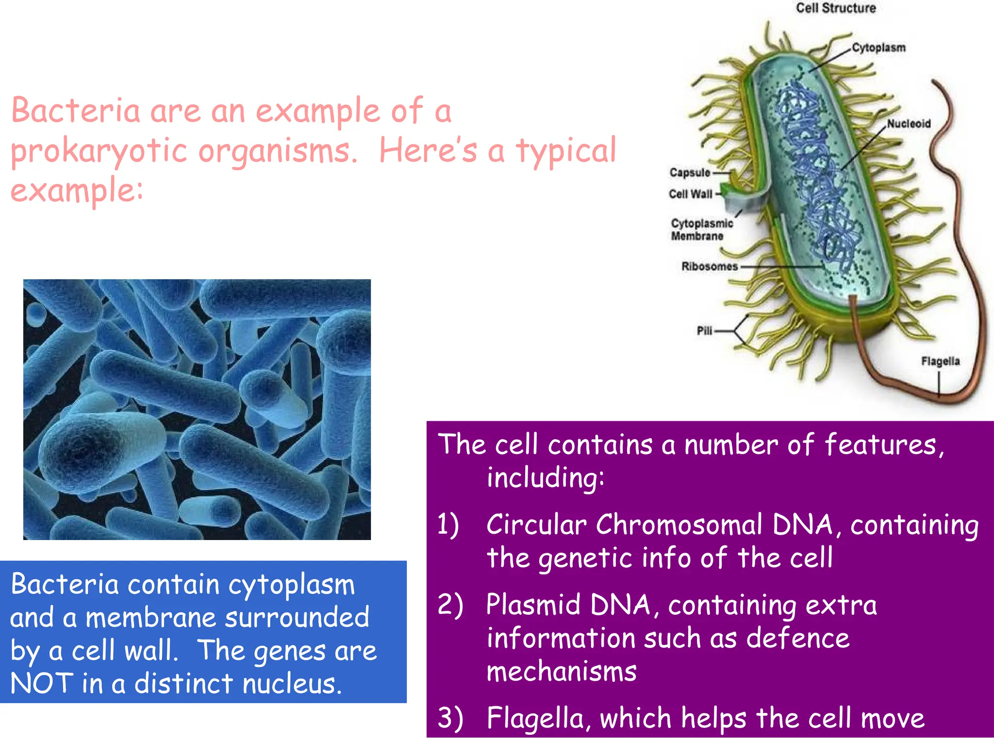 iGCSE-EdExcel-9-1-Biology-topic-1---The-Nature-and-Variety-of-Living ...