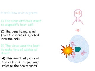 iGCSE-EdExcel-9-1-Biology-topic-1---The-Nature-and-Variety-of-Living ...
