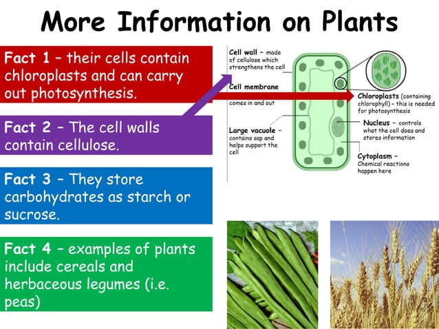 iGCSE-EdExcel-9-1-Biology-topic-1---The-Nature-and-Variety-of-Living ...