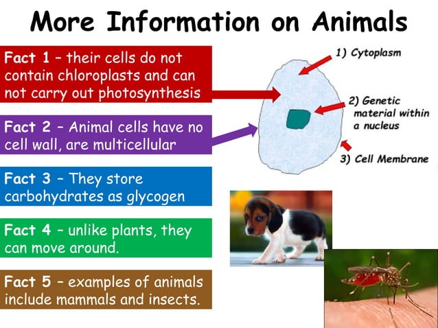iGCSE-EdExcel-9-1-Biology-topic-1---The-Nature-and-Variety-of-Living ...