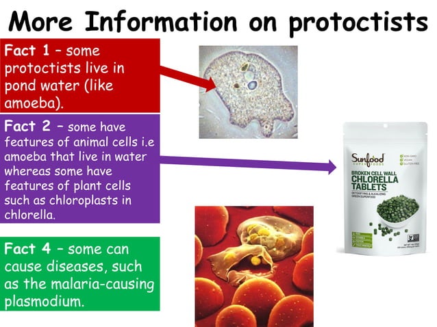iGCSE-EdExcel-9-1-Biology-topic-1---The-Nature-and-Variety-of-Living ...