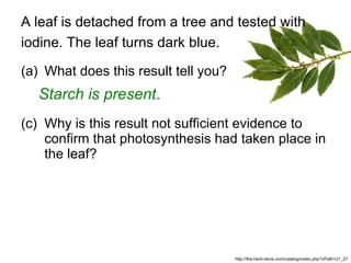Igcse 2010 REVISION photosynthesis | PPS