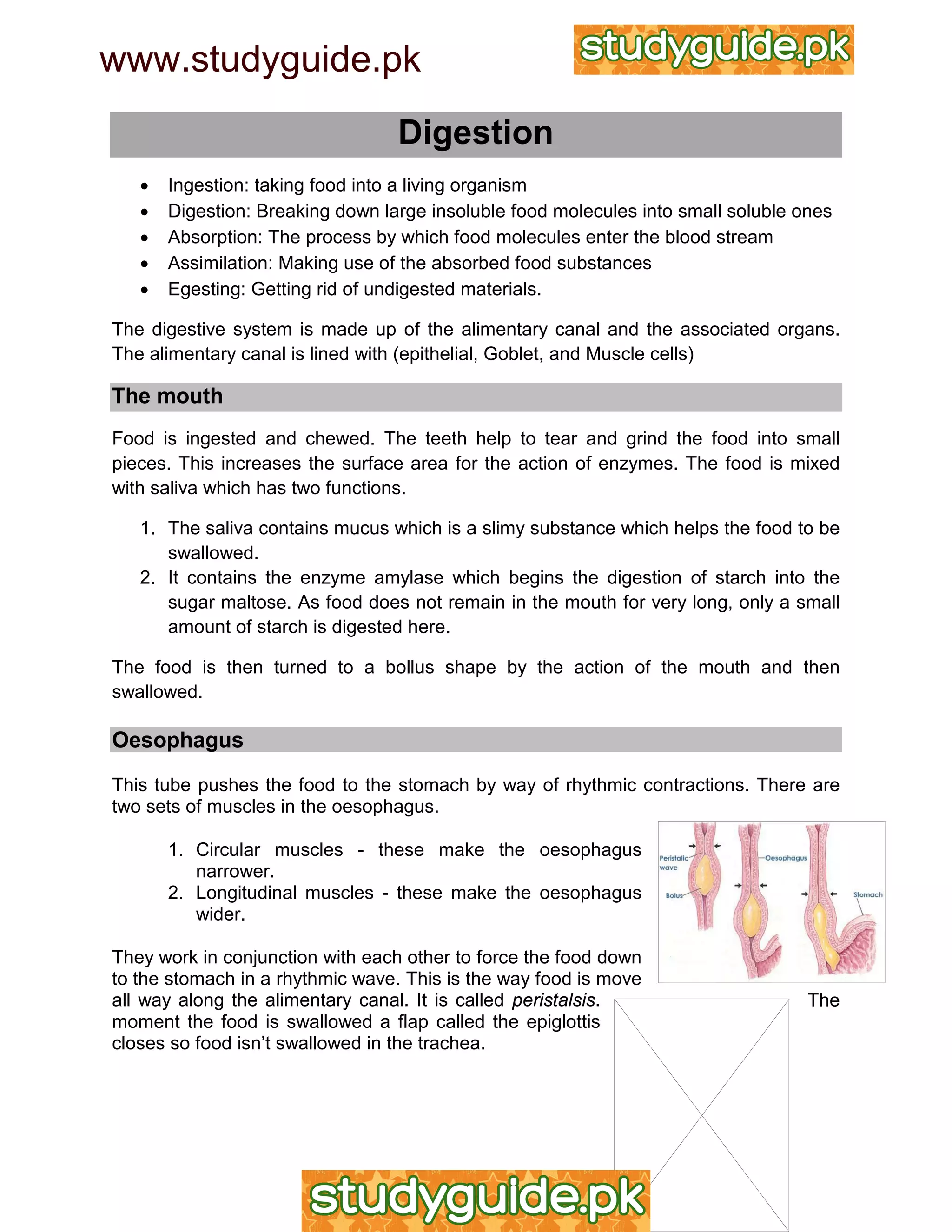 IGCSE Biology Revision Notes | PDF