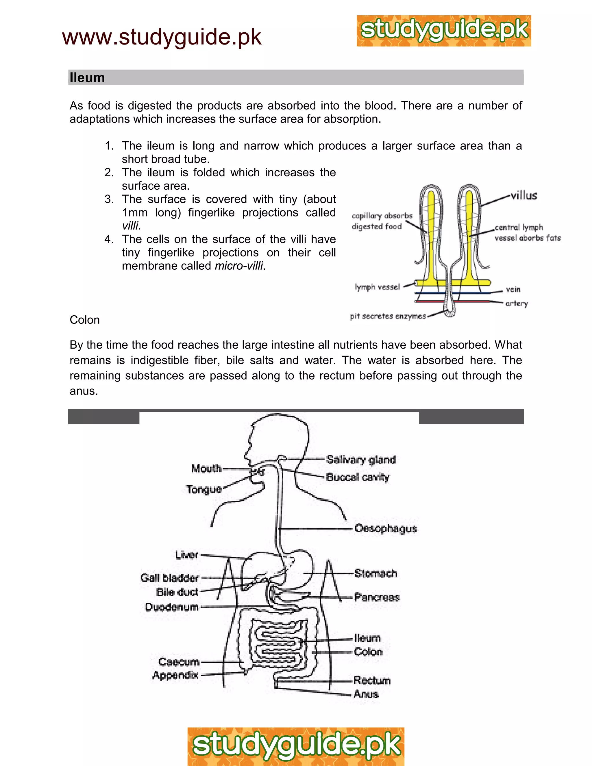 IGCSE Biology Revision Notes | PDF