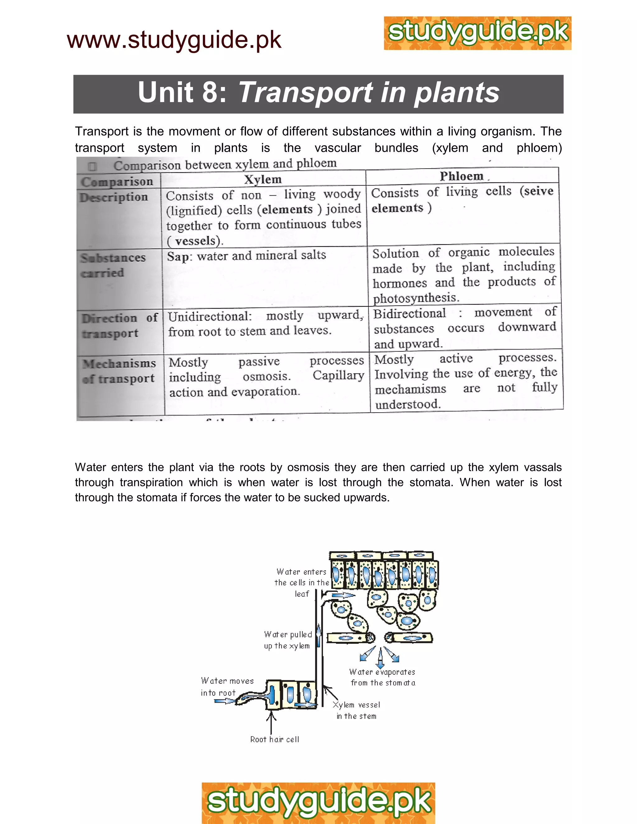 IGCSE Biology Revision Notes | PDF